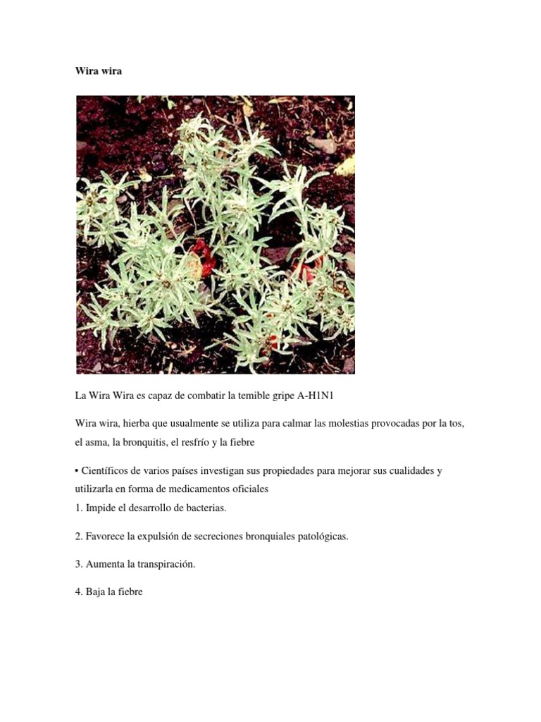 Wira Wira | PDF | Plantas medicinales | Influenza