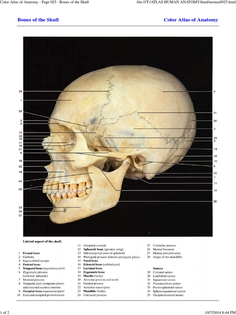 Color Atlas of Anatomy - Page 025 - Bones of The Skull PDF | PDF ...
