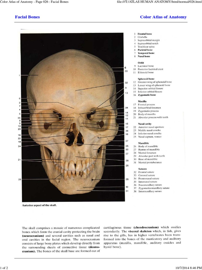 Facial Anatomy for Medical Students | PDF