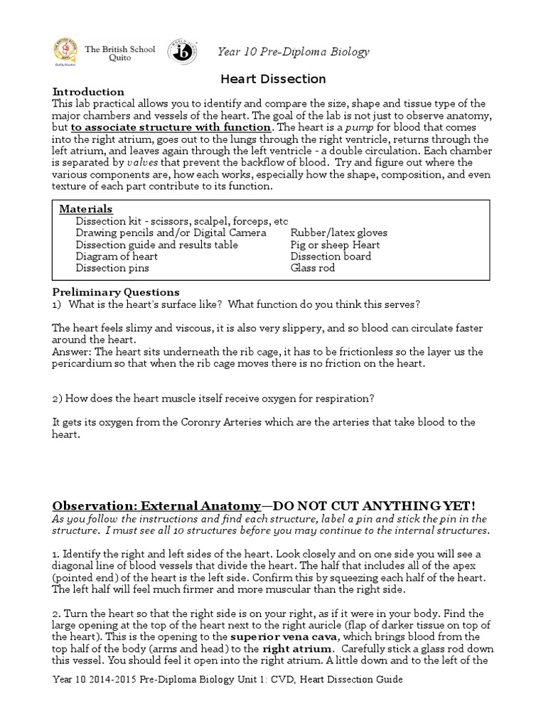 Heart Dissection Lab Report Guide | PDF | Atrium (Heart) | Heart