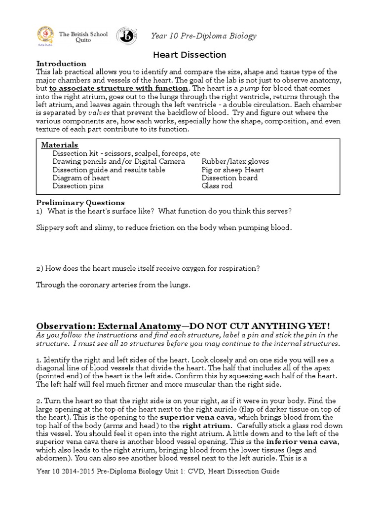 Heart Dissection Lab Report Guide | PDF | Atrium (Heart) | Heart