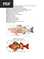 Disección del Muslo de Pollo: Anatomía y Función | PDF | Articulación ...