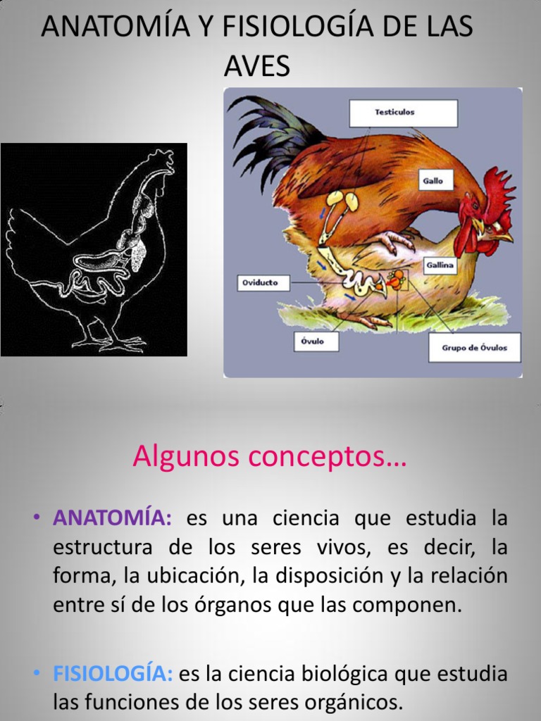 869893711.anatomía y Fisiología de Las Aves | PDF