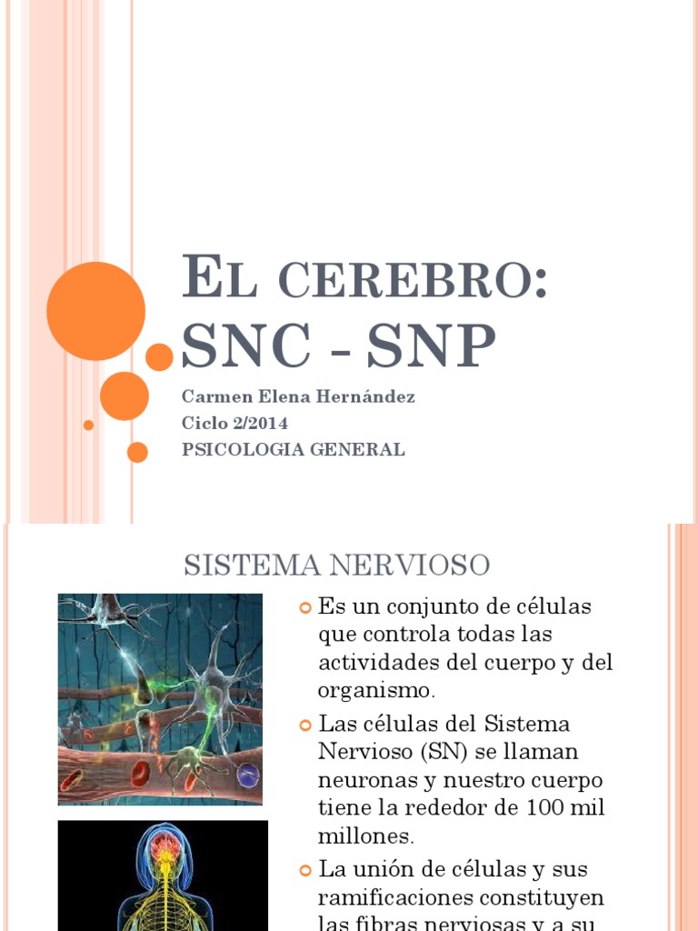 El Cerebro SNC SNA PDF | PDF | Cerebro | Sistema nervioso