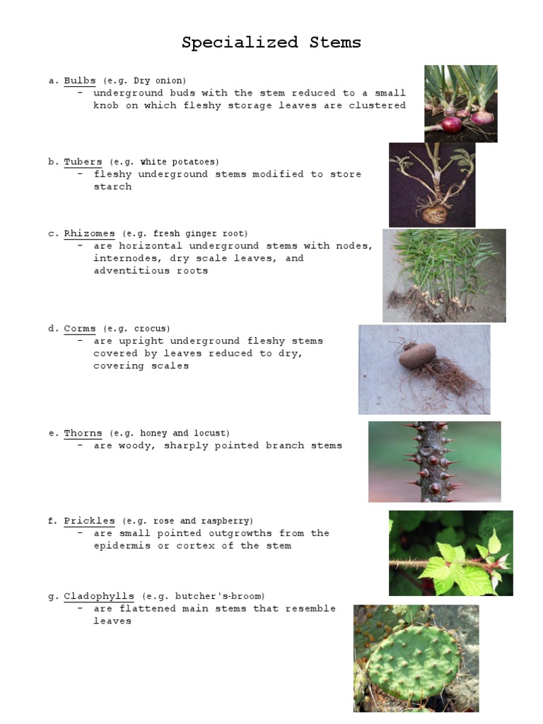 Specialized Structures in Plants | PDF | Leaf | Plant Stem