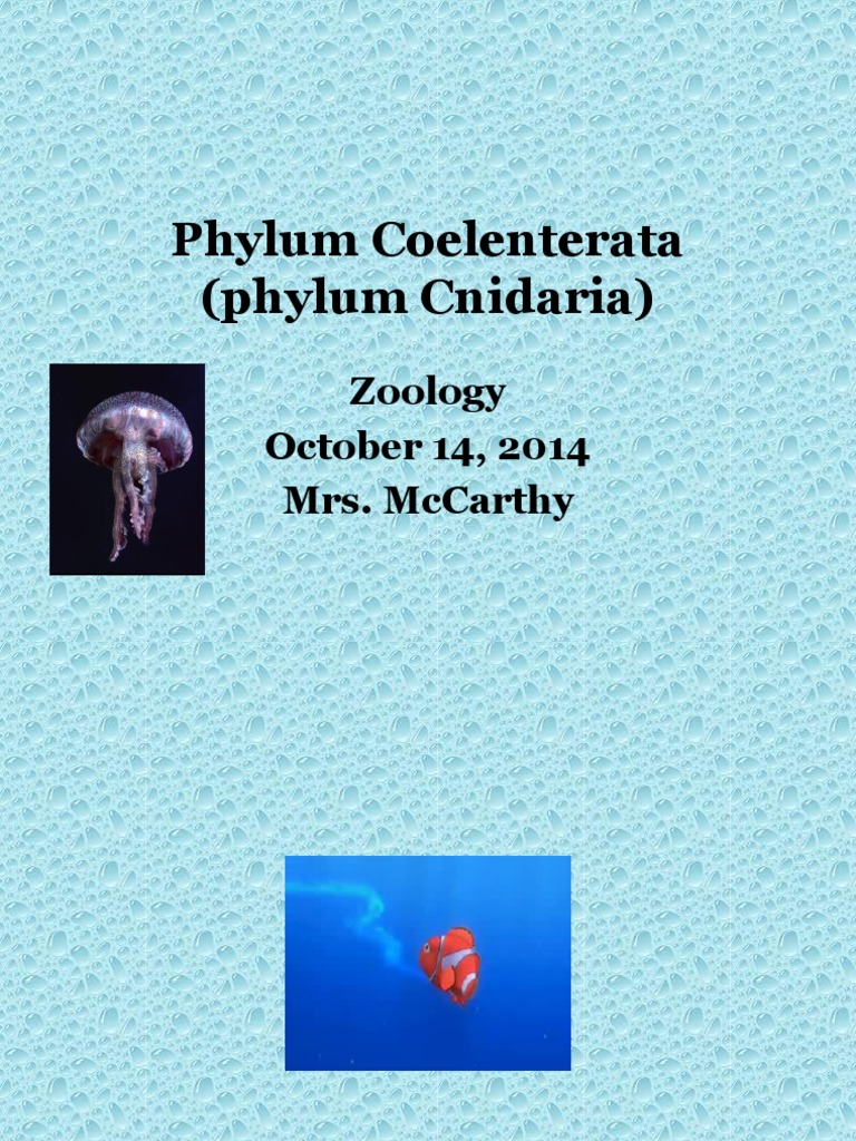 Phylum Coelenterata 09 | PDF | Venomous Animals | Aquatic Animals