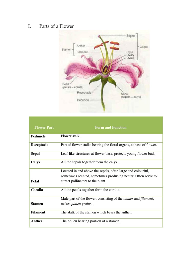 Anatomy of Flower Parts Explained | PDF