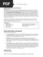 Sheep Heart Dissection Lab | PDF