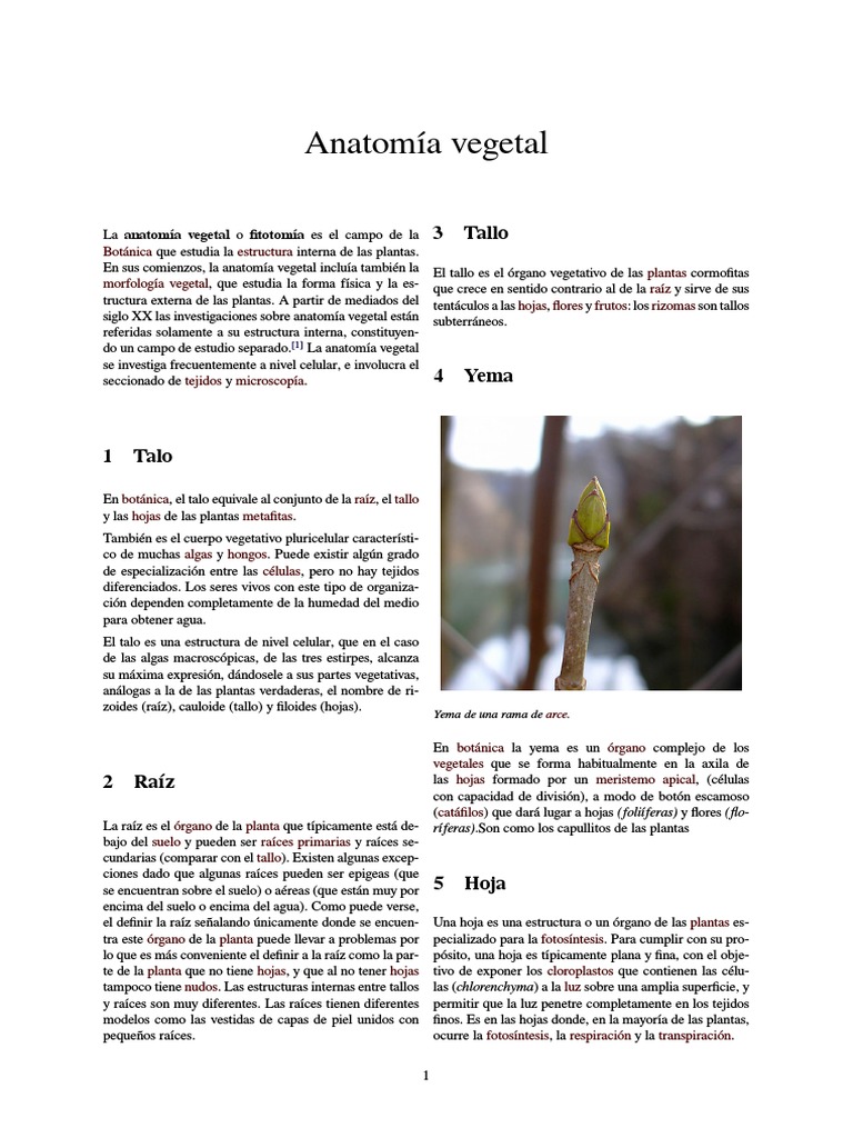 Anatomía Vegetal PDF | PDF | Raíz | Hoja