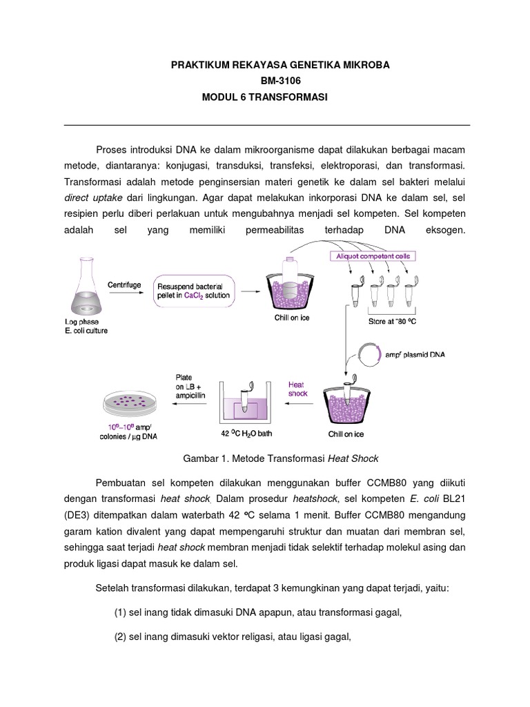 Transformasi DNA pada E. coli: Metode dan Prosedur | PDF | Kesehatan Holistik | Sains & Matematika