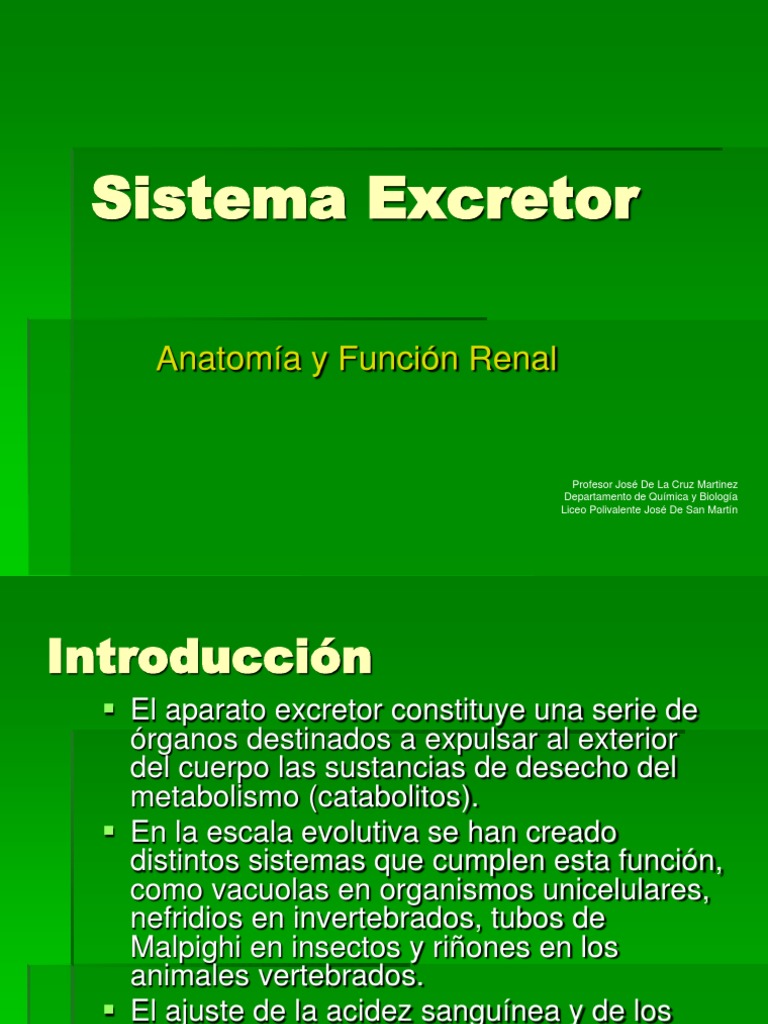el sistema excretor.PPT | Riñón | Sistema urinario
