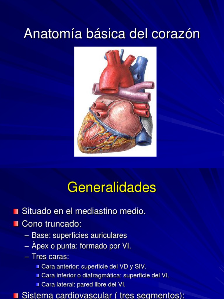 Anatomía Básica Del Corazón | PDF | Circulación coronaria | Angiología