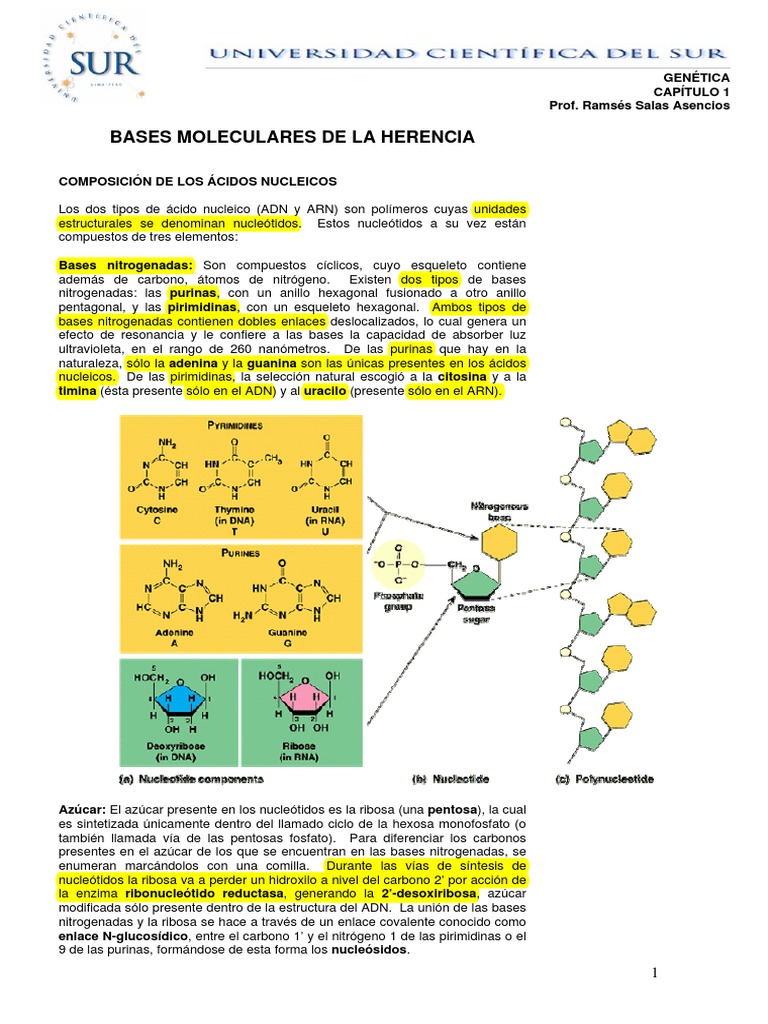 Lectura 1-BASES - MOLECULARES - DE - LA - HERENCIA-1 PDF | PDF | Codigo genetico | Rna