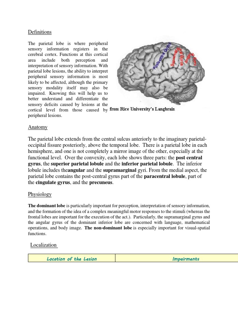 Parietal Lobe Testing | PDF | Parietal Lobe | Animal Anatomy
