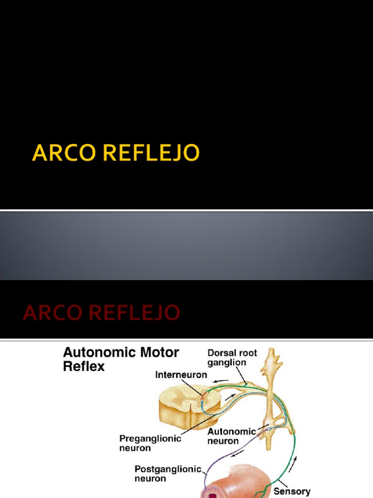 Esquema del Arco Reflejo y Funciones | PDF | Neurona motora | Neurona
