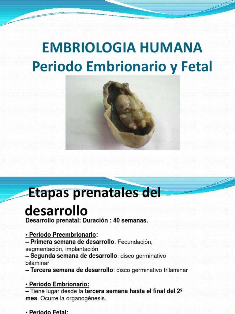 5 Periodo Embrionario y Fetal | PDF | Sistema nervioso | Placenta