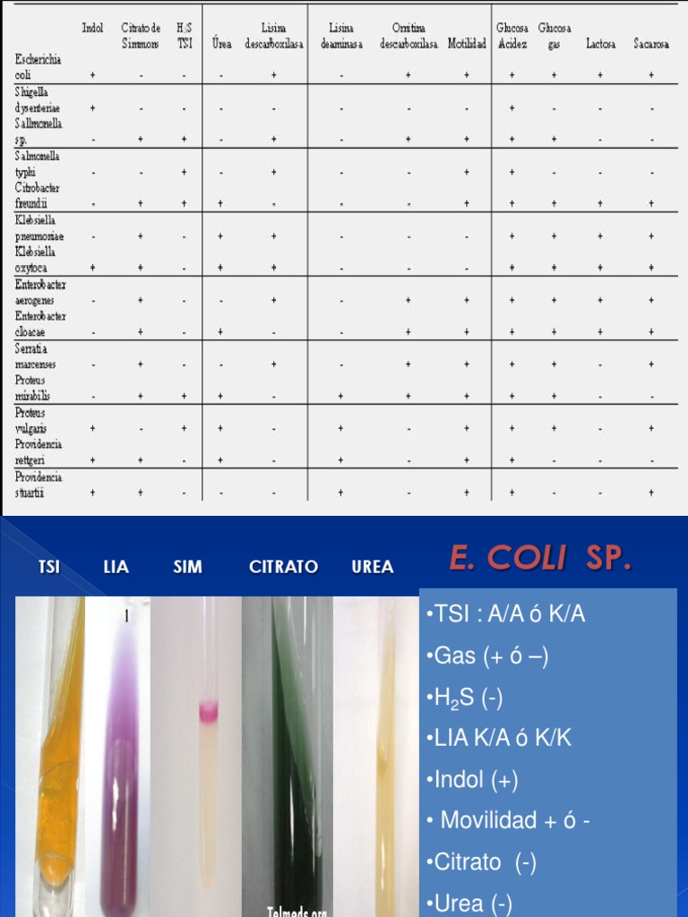 Enterobacterias Pruebas Bioquimicas 2 | PDF