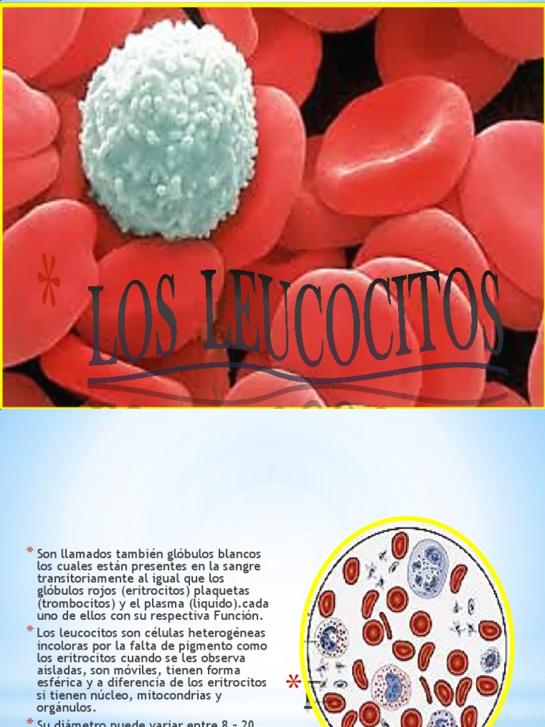 Hemograma 1pdf Leucocito Sistema Inmune