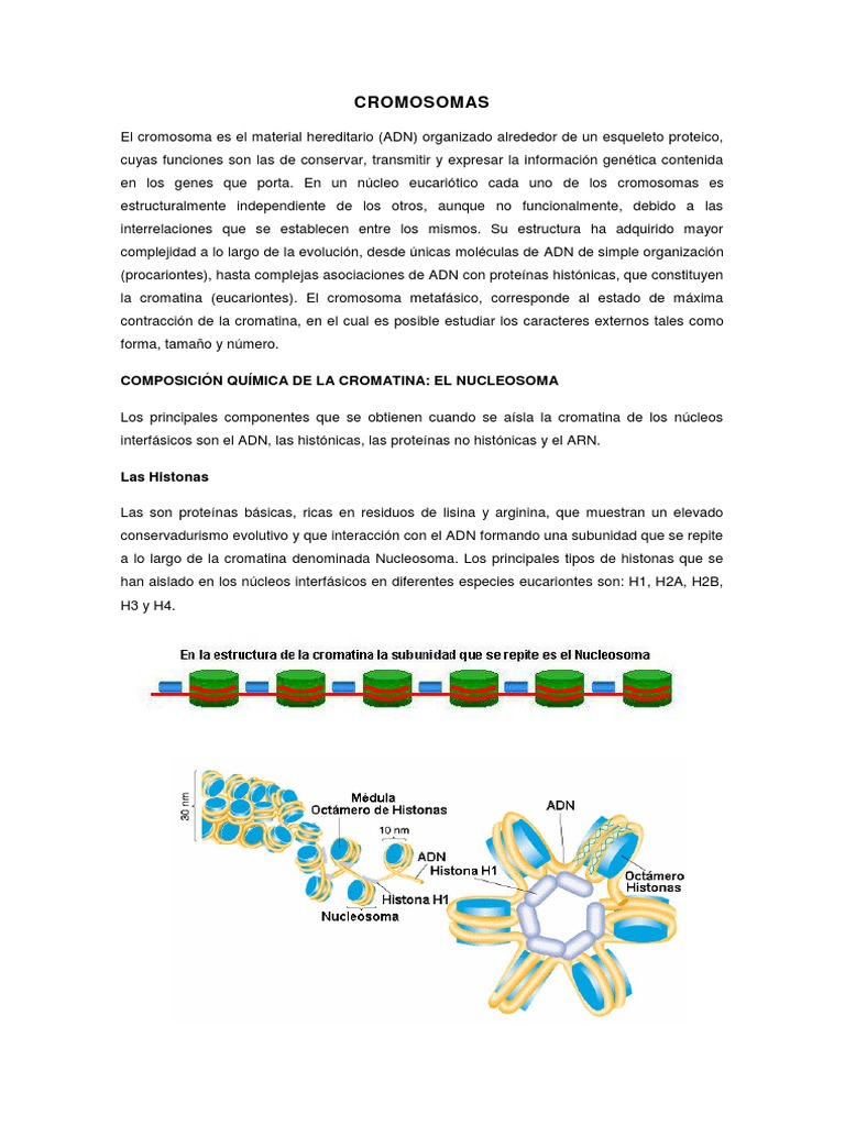 Cromosomas y Cariotipo Humano | PDF | Cromosoma | Cariotipo