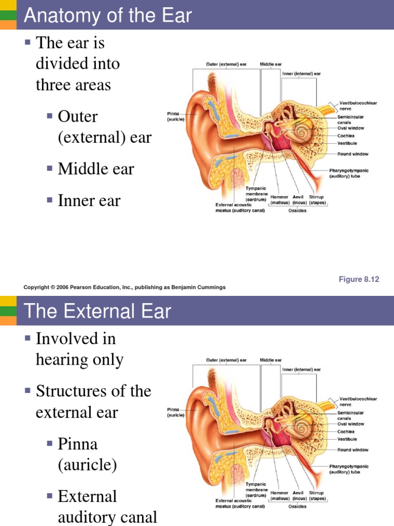 Anatomy of The Ear | PDF