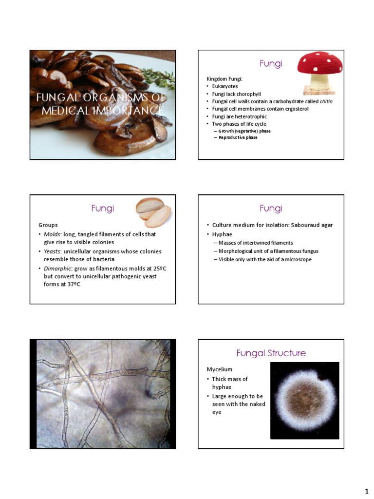 Fungal Organisms Of Medical Importance: Fungi