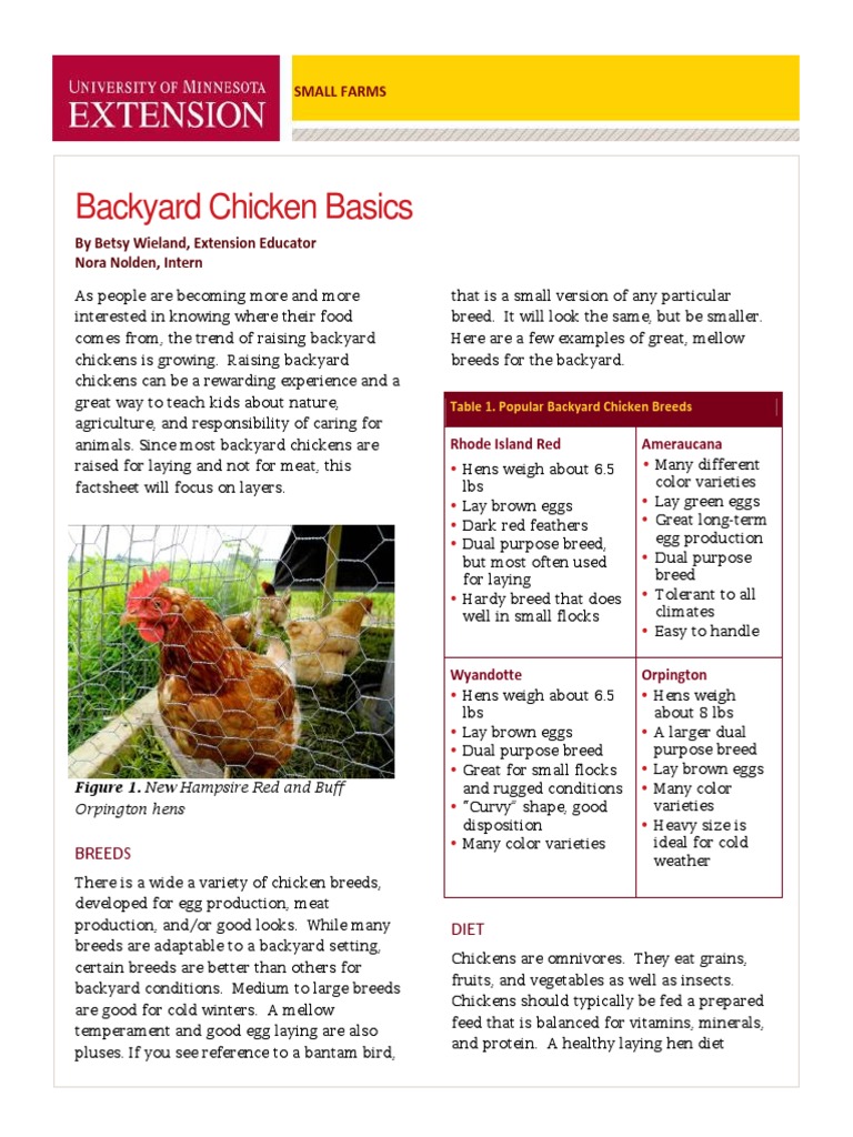 Backyard Chicken Basics PDF | Download Free PDF | Chicken | Egg As Food