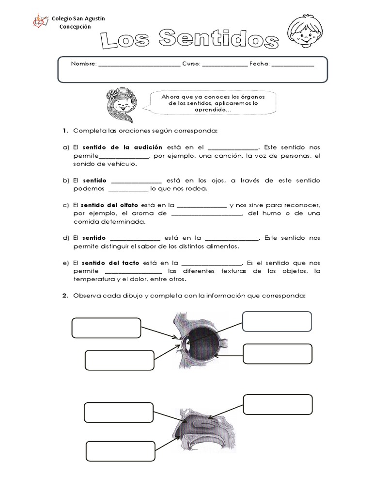 Guía de Aprendizaje - Los Sentidos | PDF | Gusto | Procesos mentales