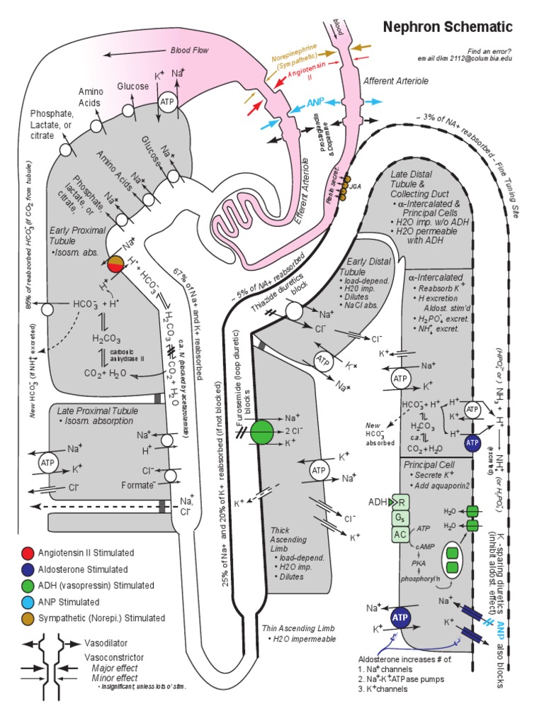 Nephron Map | PDF | Teaching Methods & Materials | Science & Mathematics