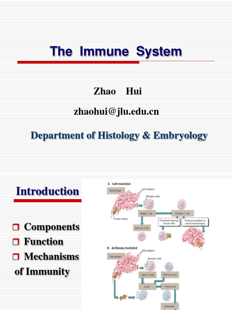The Immune System: Department of Histology & Embryology | PDF | Lymph ...