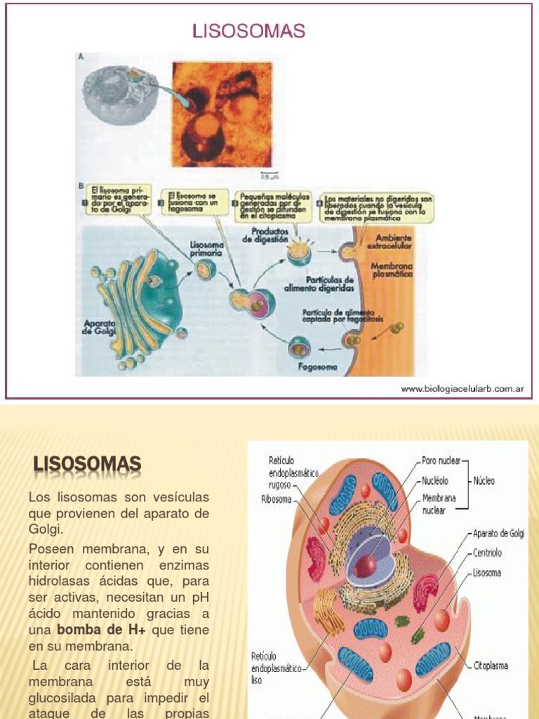 LISOSOMAS - RIBOSOMAS.pptx | Ribosoma | ARN