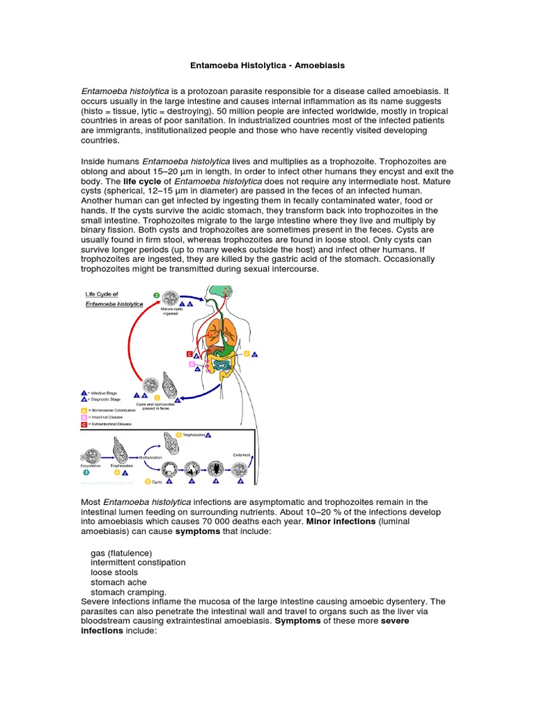 Entamoeba Histolytica.docx | Gastroenterology | Epidemiology