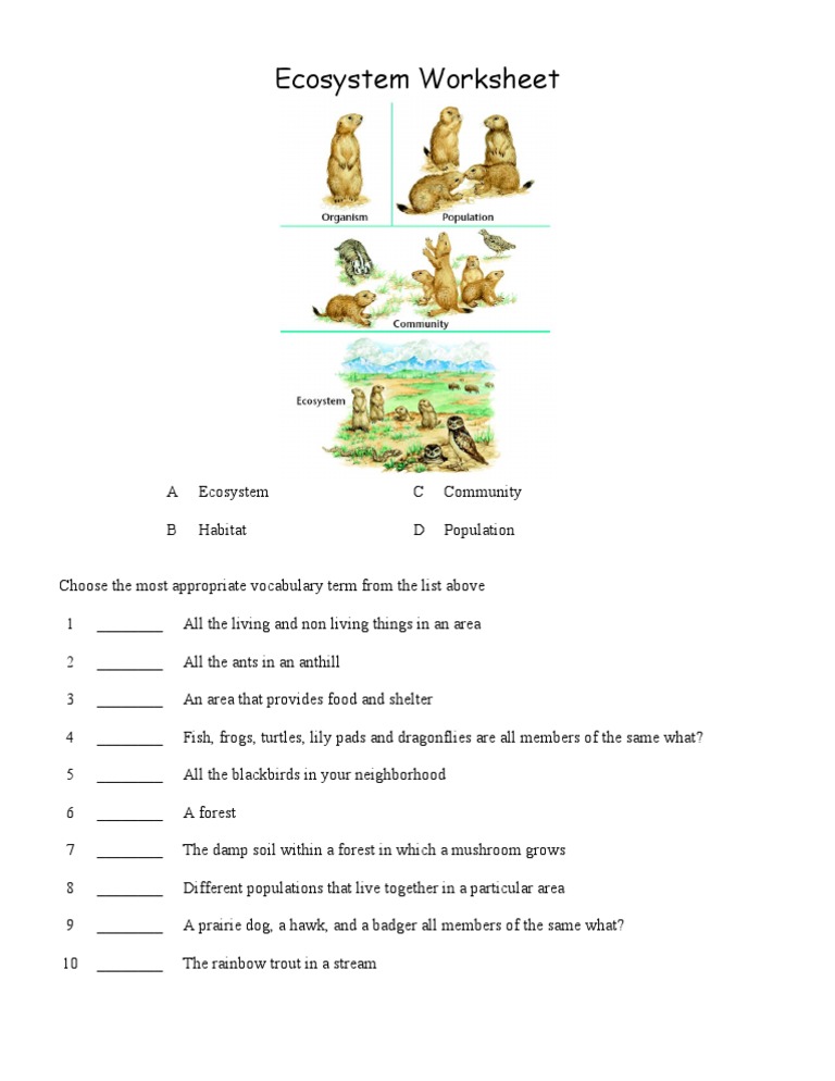 Ecosystem Worksheet | PDF
