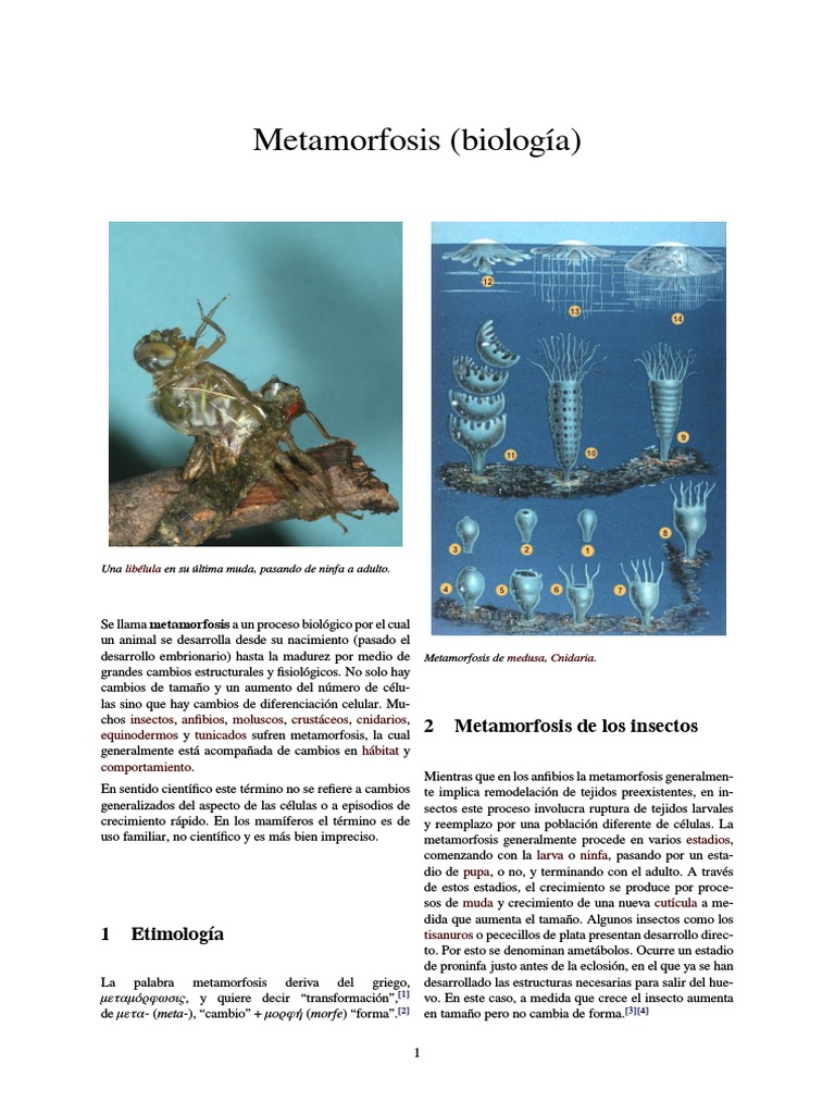 Metamorfosis (Biología) PDF | PDF | Zoología | Anatomia animal