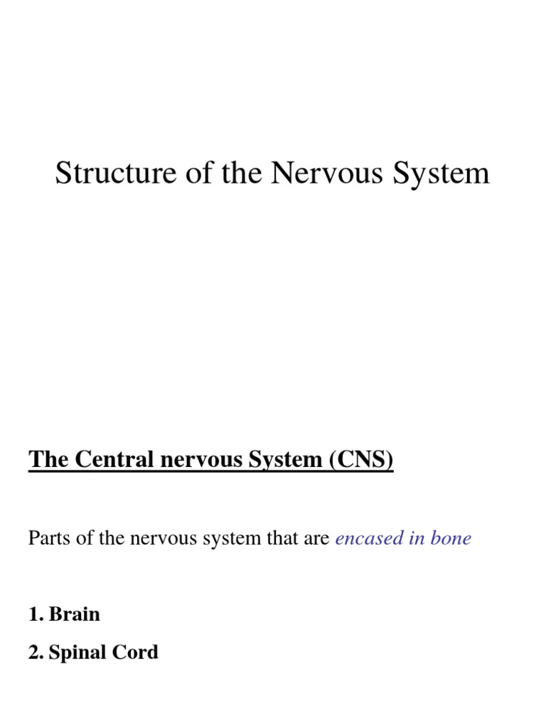 Neuro Anatomy | PDF | Central Nervous System | Corpus Callosum