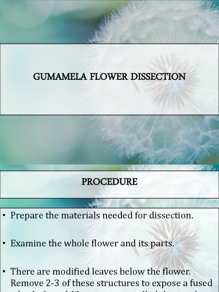 Dissection Procedure for Gumamela Flower | PDF