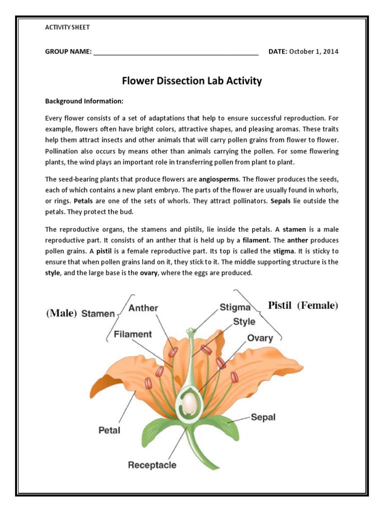 Lab Activity For Flower Dissection | PDF | Flowers | Petal