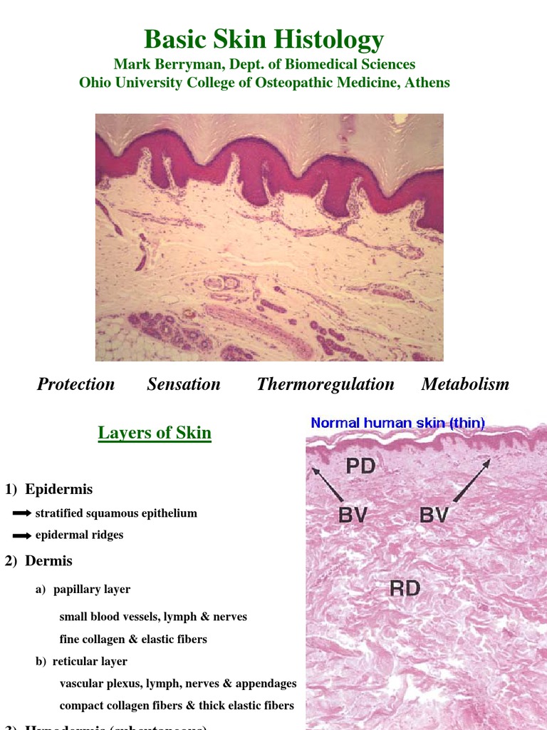 Basic Skin Histology: Mark Berryman, Dept. of Biomedical Sciences Ohio ...
