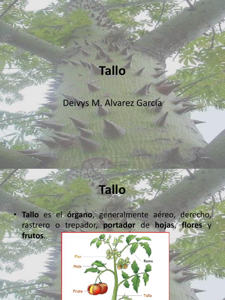Tallo PDF | PDF | Morfología (biología) | Tallo de la planta