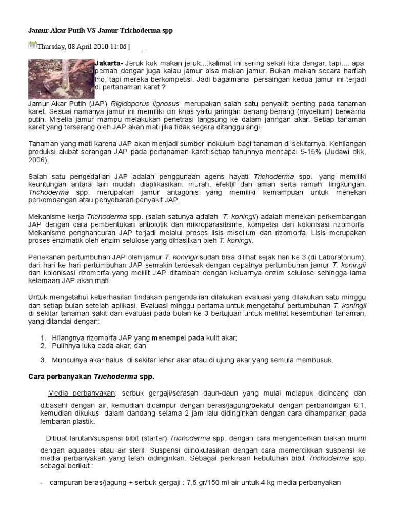 Jamur Akar Putih Vs Jamur Trichoderma SPP | PDF | Teknologi & Rekayasa