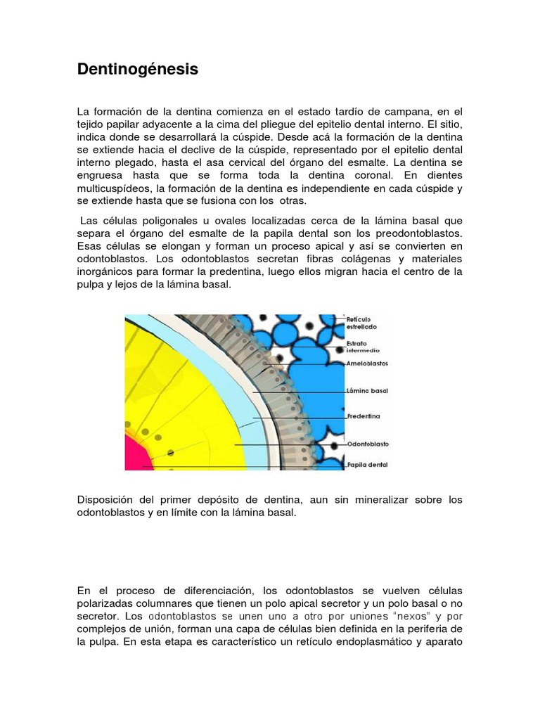 Morfogenesis | PDF | Esmalte de dientes | Dentina