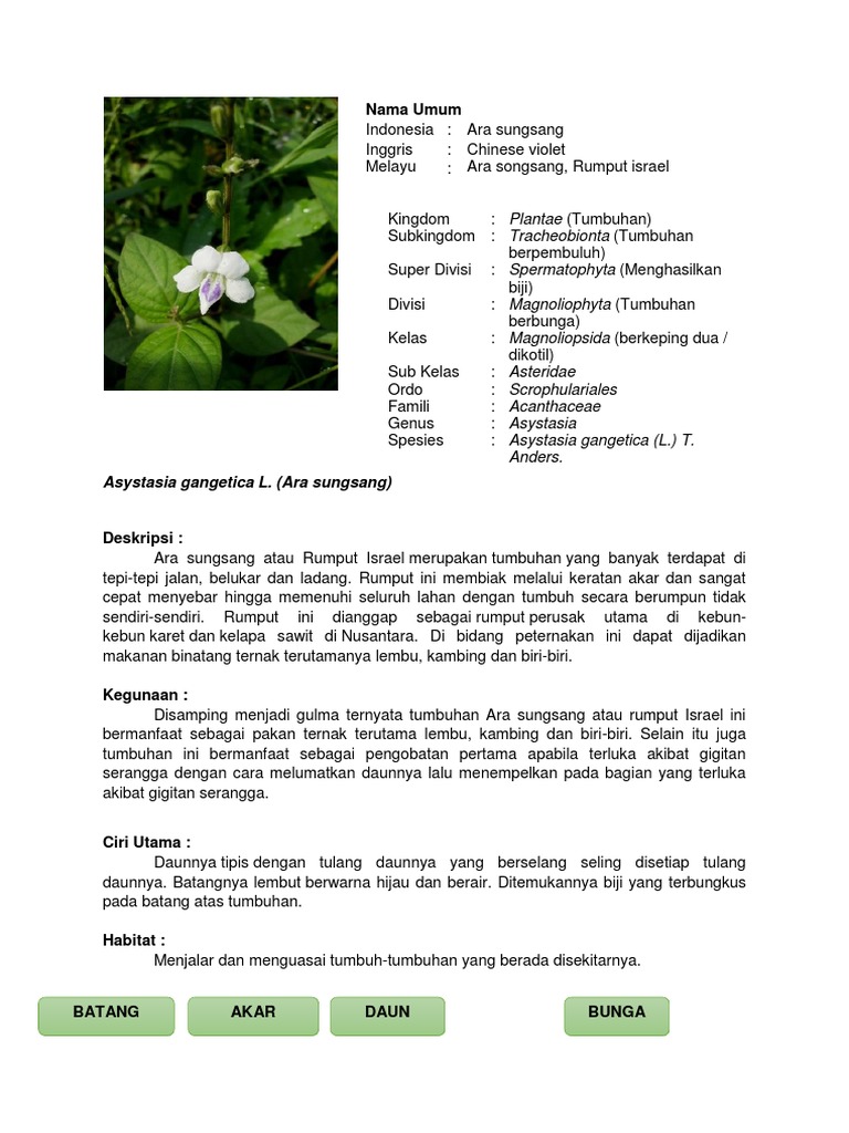 Gulma Rumput Israel | PDF