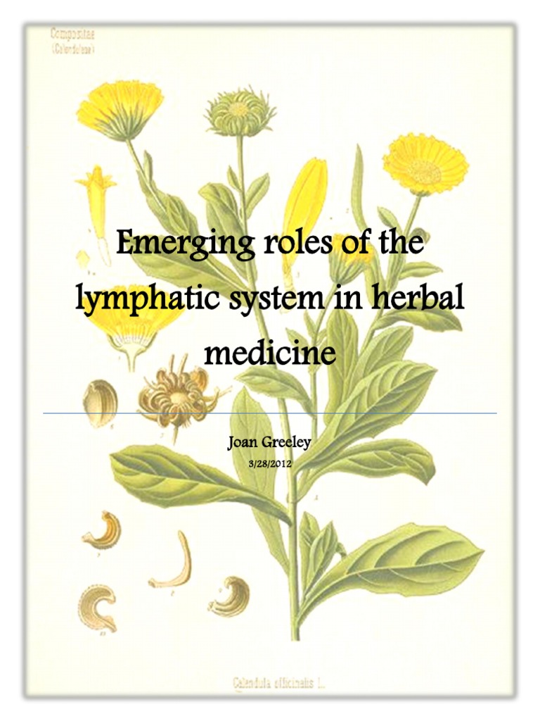 Emerging Roles of The Lymphatic System in Herbal Medicine | PDF ...
