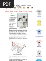 UK Gull Identification Guide | PDF | Gull | Birds