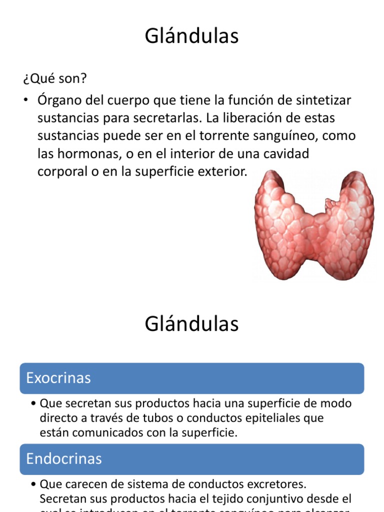 Tipos de glándulas exocrinas: merocrinas, apocrinas y holocrinas | PDF ...