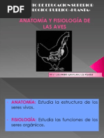 Anatomia Mosca Completa Con Imagenes | PDF
