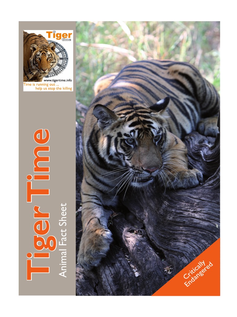 Tiger Fact Sheet | PDF | Tiger | Poaching