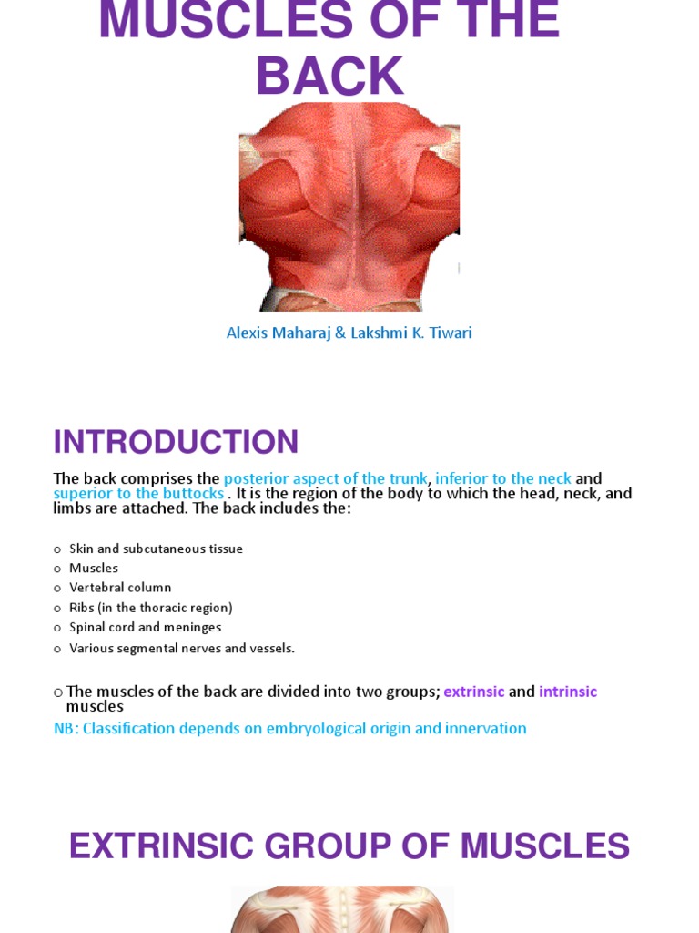 Muscles of The Back | PDF | Vertebra | Vertebral Column