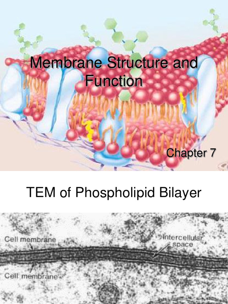 Unit2 - Membrane Structure and Function | PDF | Cell Membrane | Osmosis