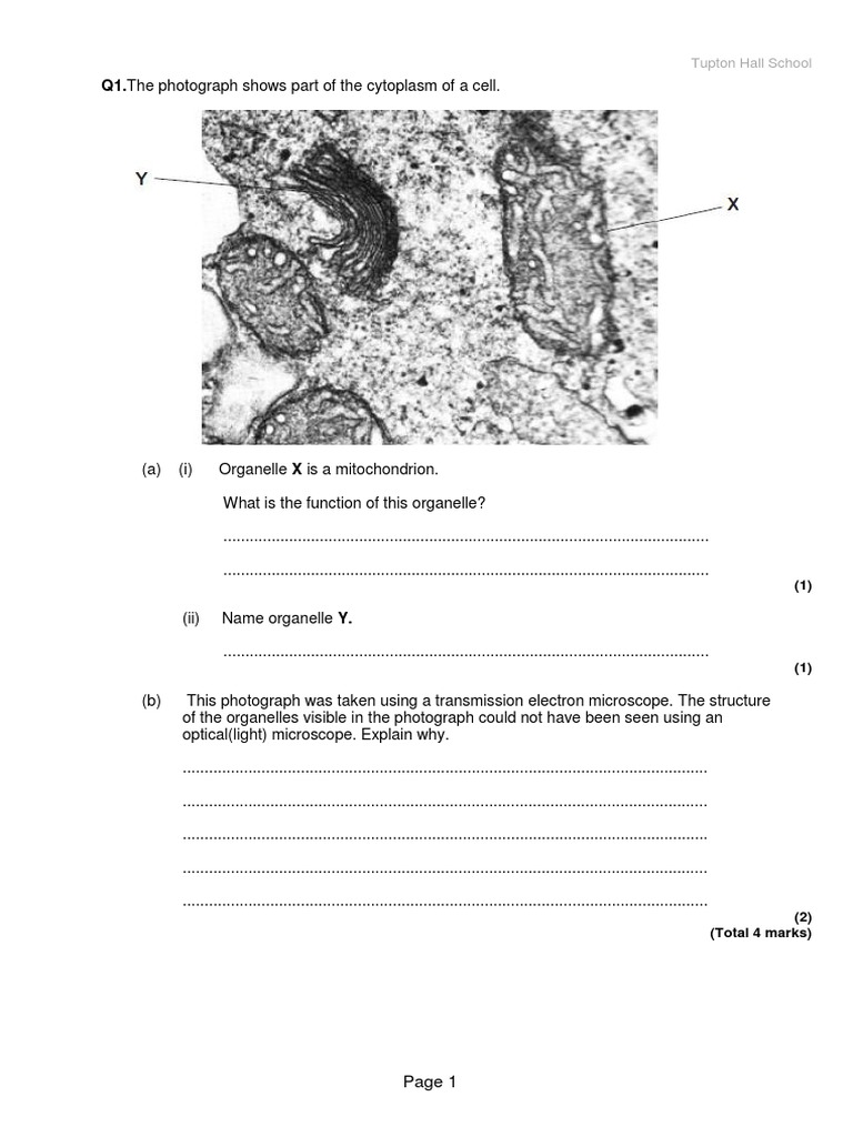 As Biology Revision L3 Cells Microscopes and IAM PPQ 2 | Download Free ...