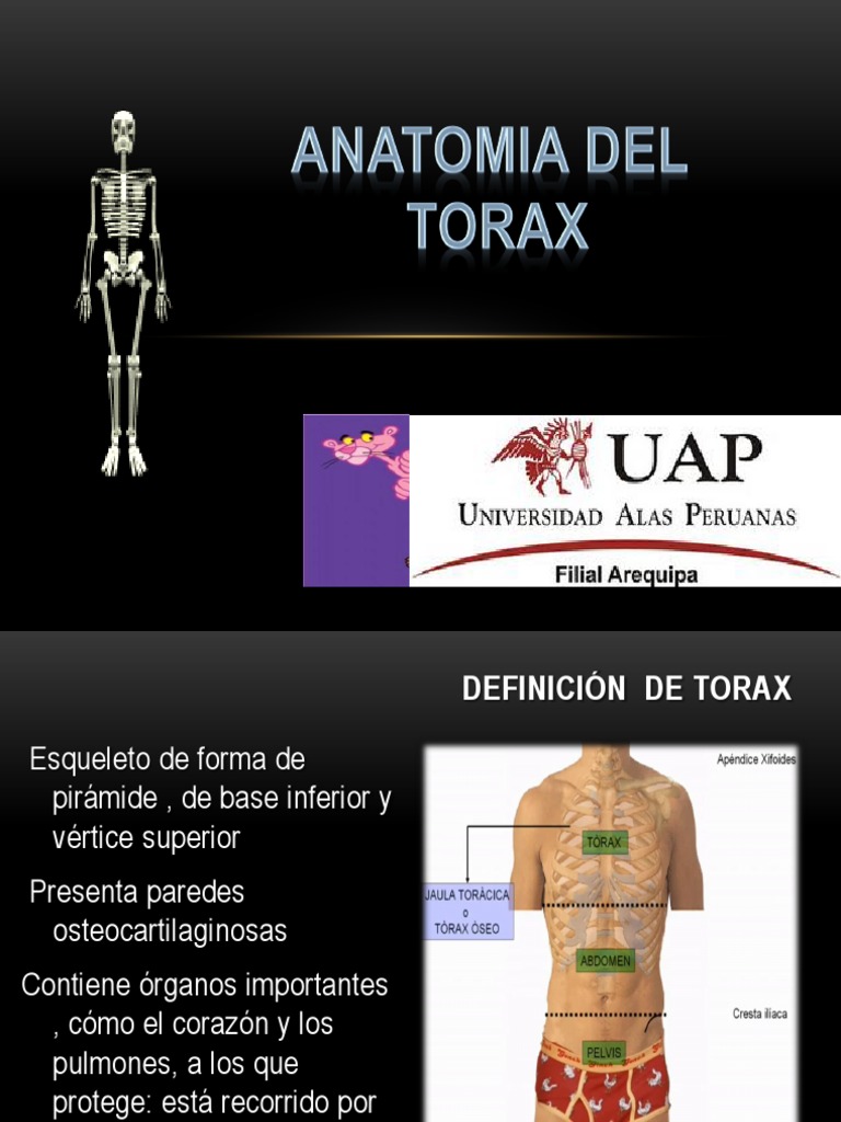 Anatomia Torax | PDF | Tórax | Anatomia animal